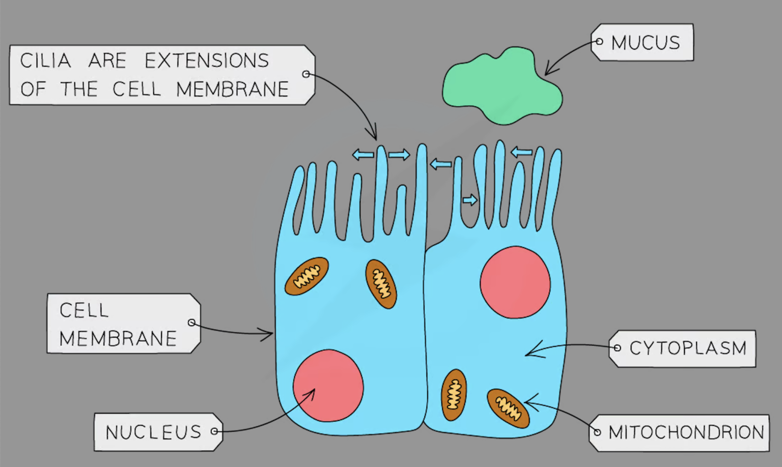 Organisation of the Organism - Top Study Guide | RevisionTown