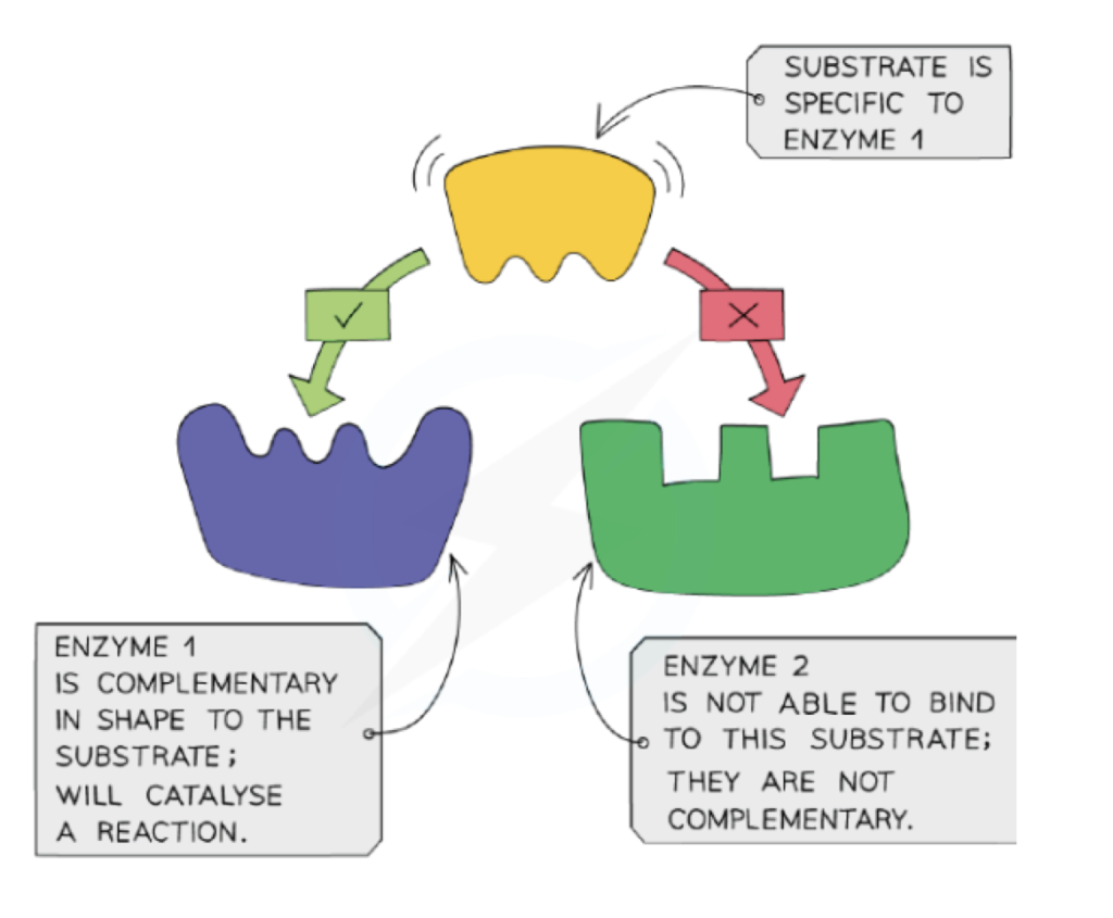 Enzymes Study Guide: Notes & Past Papers | RevisionTown – RevisionTown
