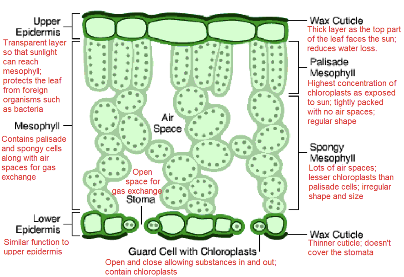 Transport in Plants - Top Study Guide | RevisionTown