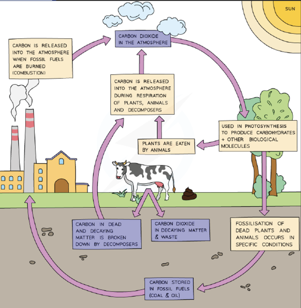 Organisms and their Environment - Top Study Guide | RevisionTown